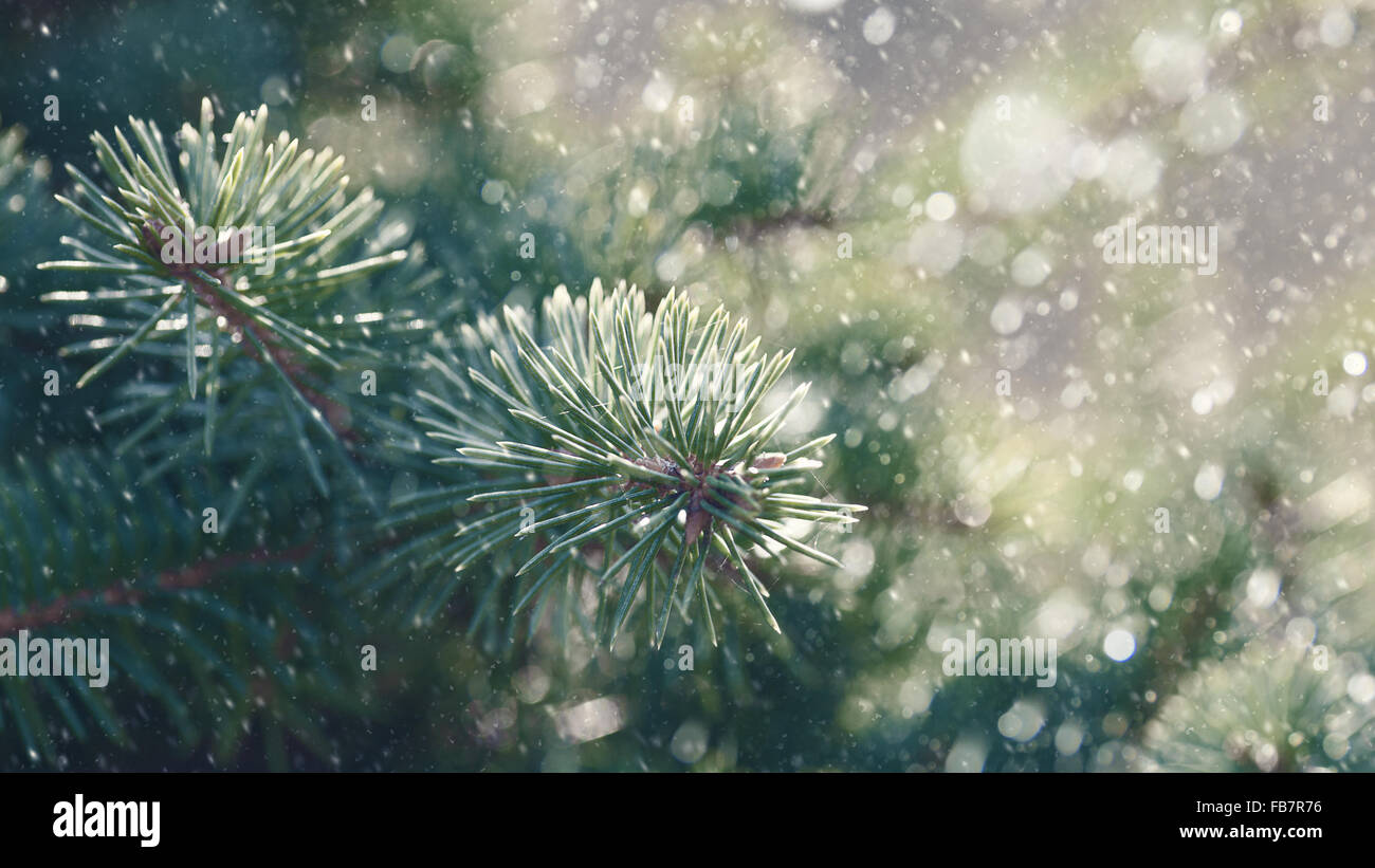 Pine tree and snow fall, abstract seasonal backgrounds Stock Photo - Alamy