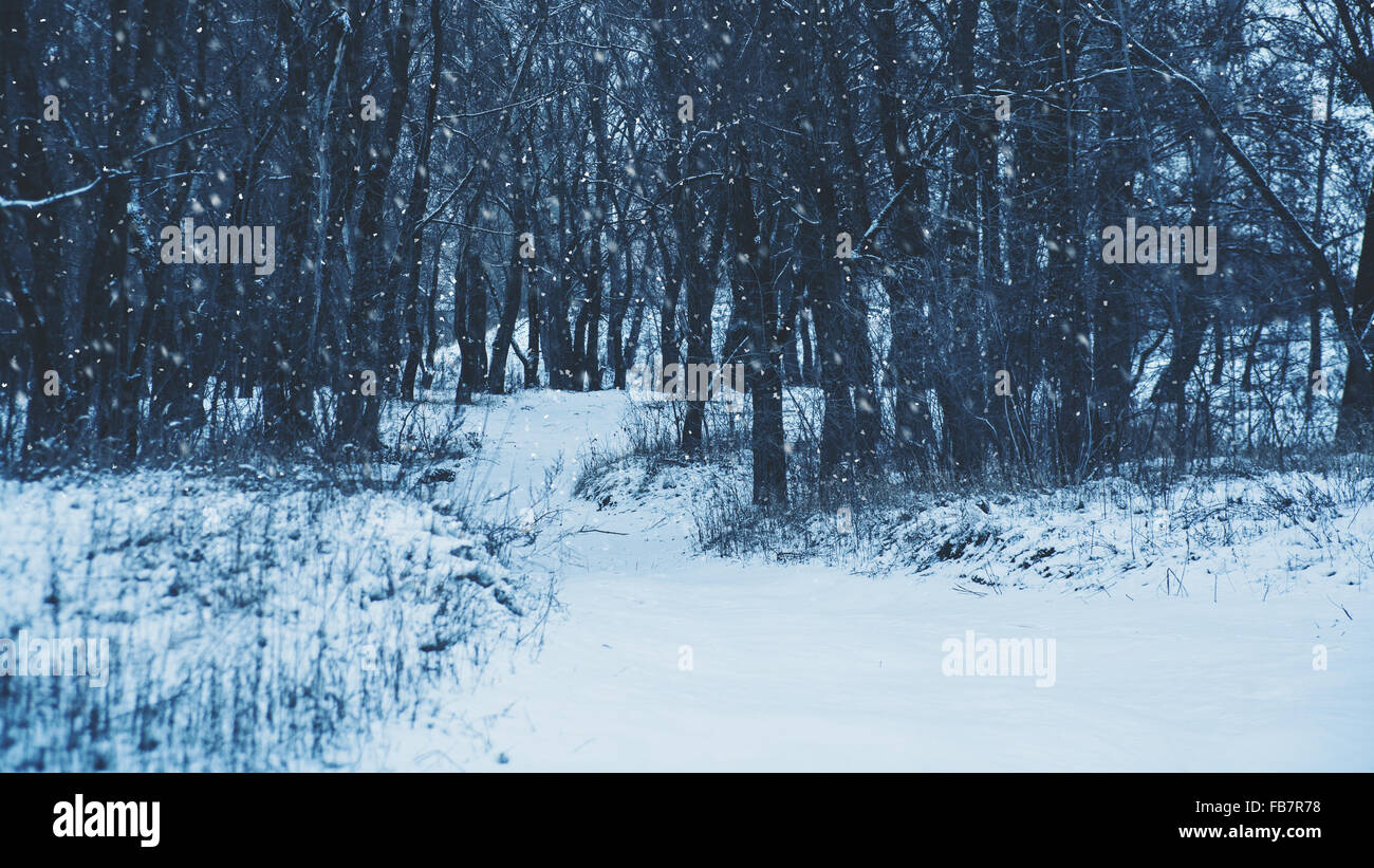 Winter forest and snow fall, abstract seasonal backgrounds Stock Photo ...