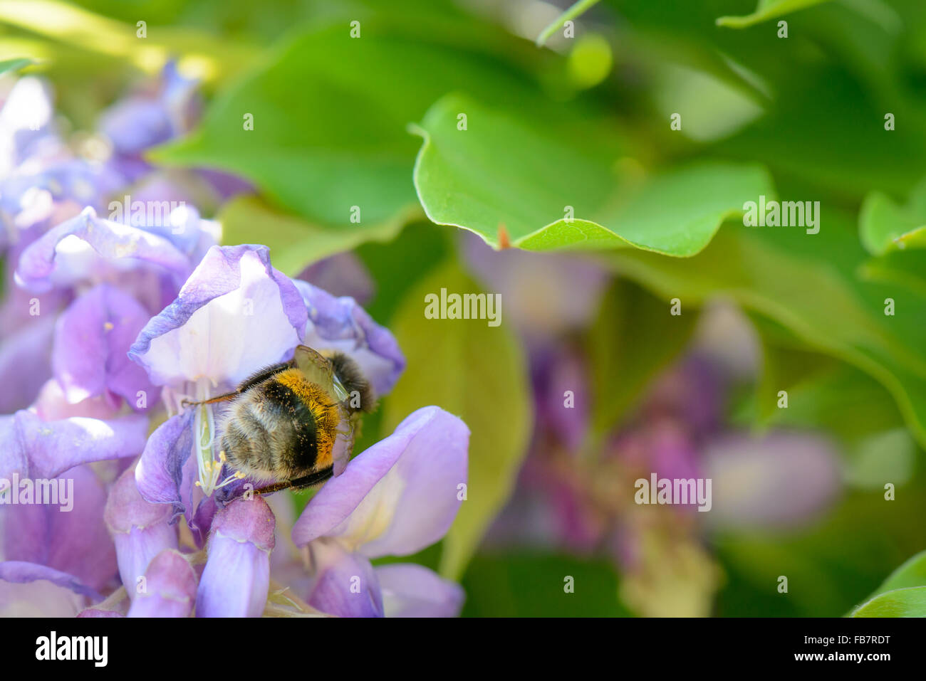 A big fluffy bombus taking pollen from a flower Stock Photo - Alamy