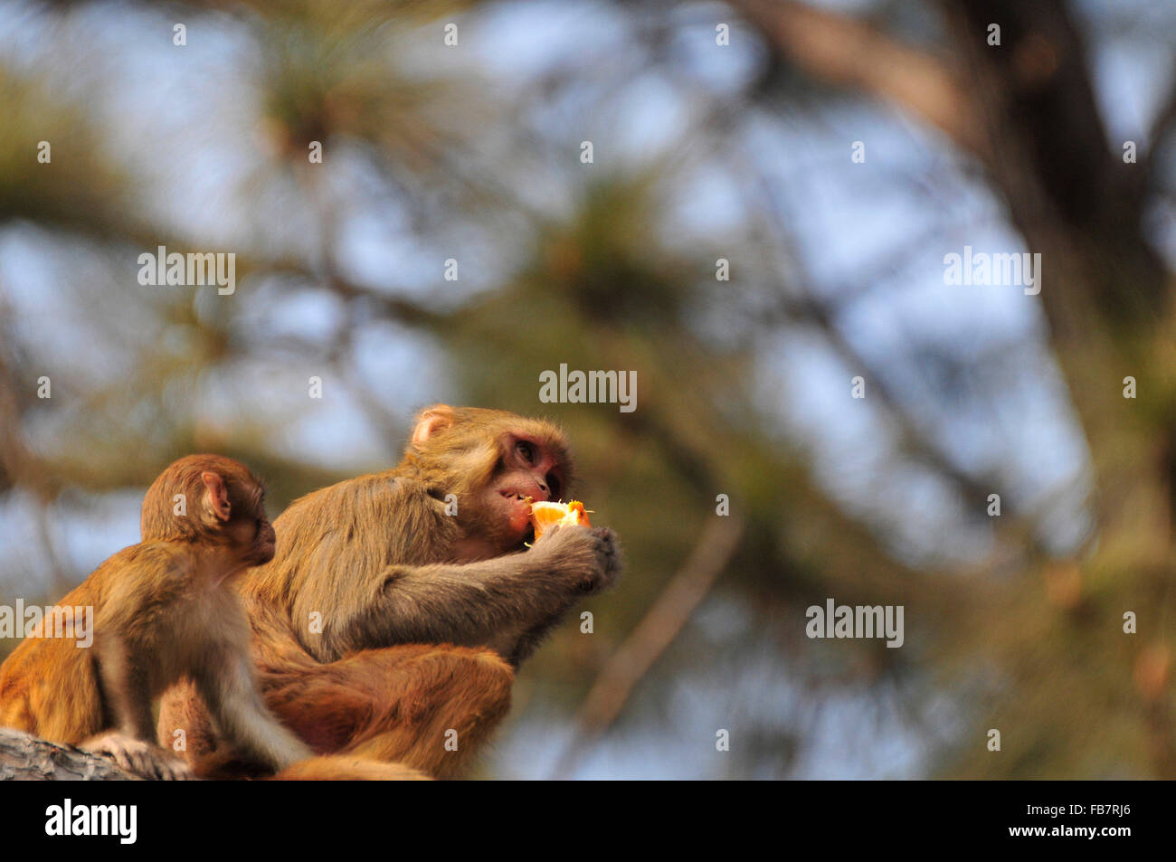 Kathmandu, Nepal. 11th Jan, 2016. A mother monkey eating orange, as ...