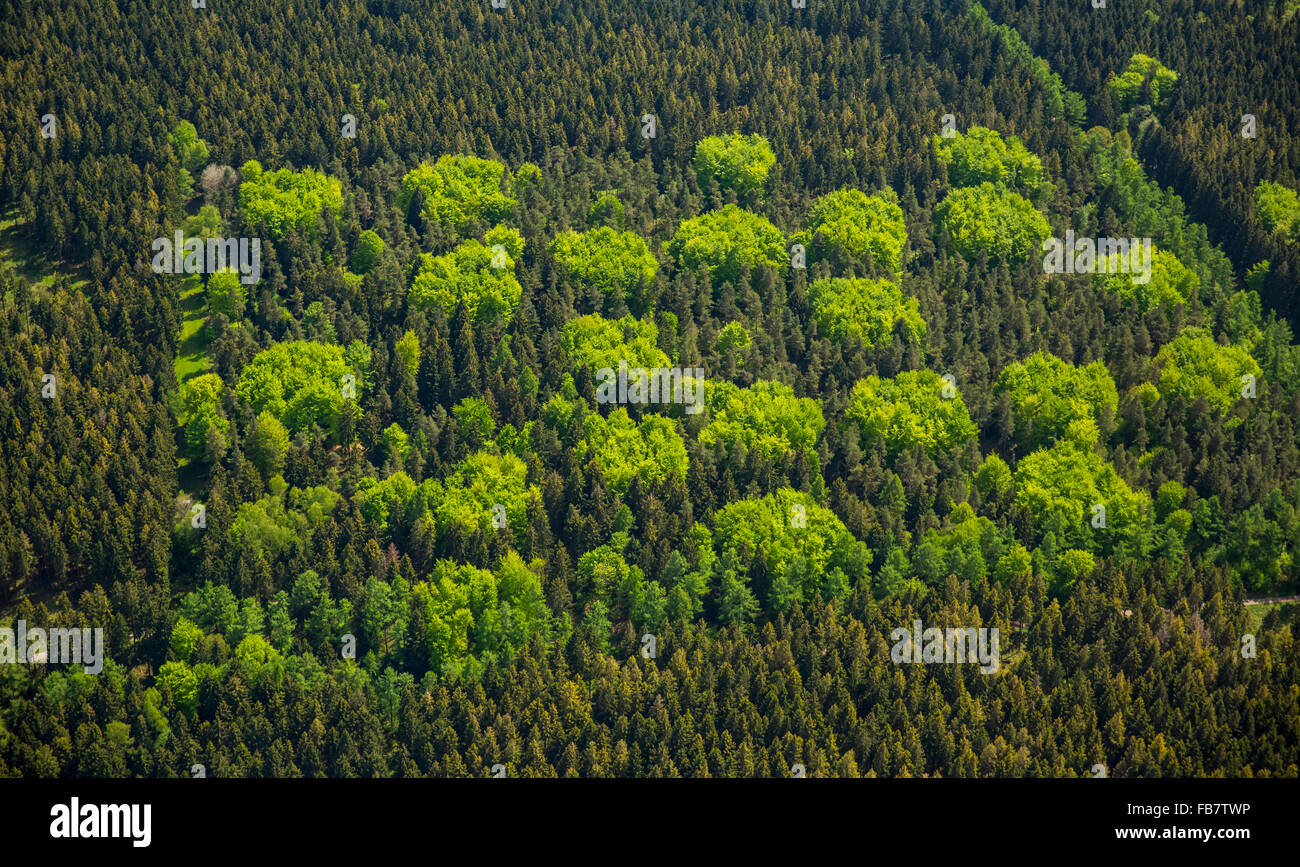 Mixed forest hi-res stock photography and images - Alamy
