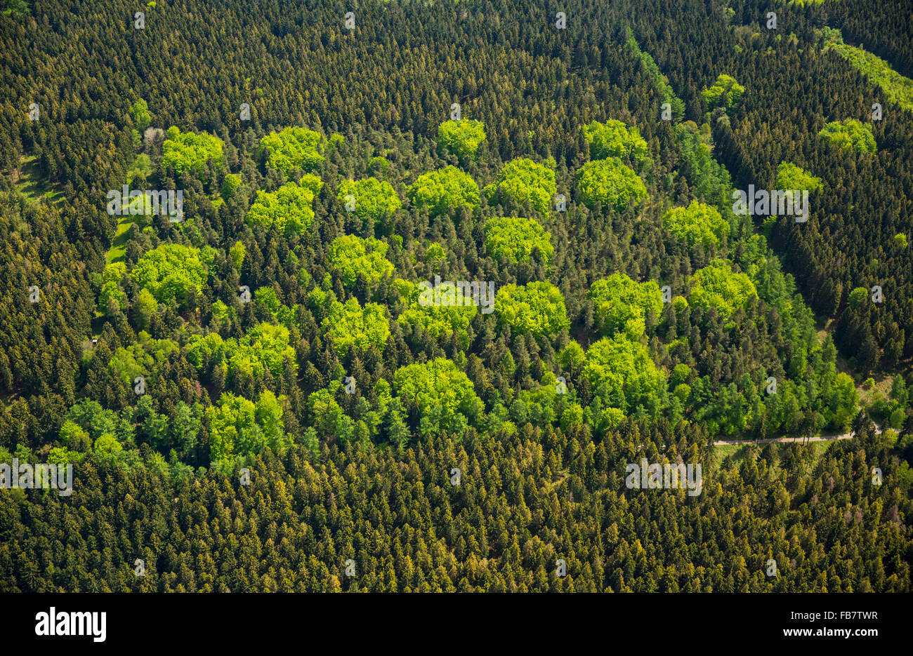 Mixed forest hi-res stock photography and images - Alamy