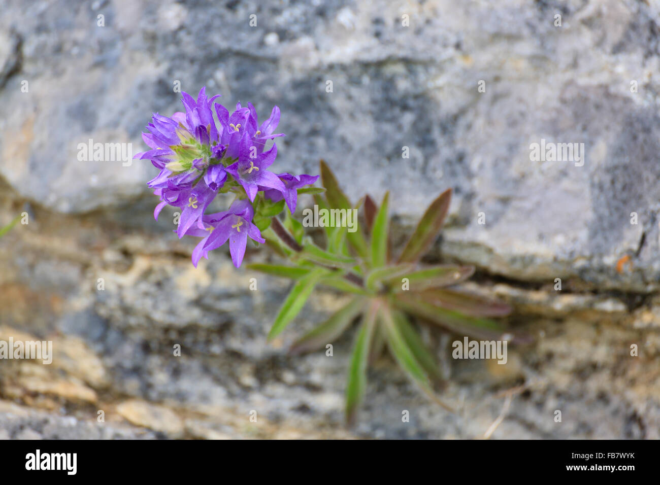 Purple flowers growing from the rock, Italian alps, nature Stock Photo ...