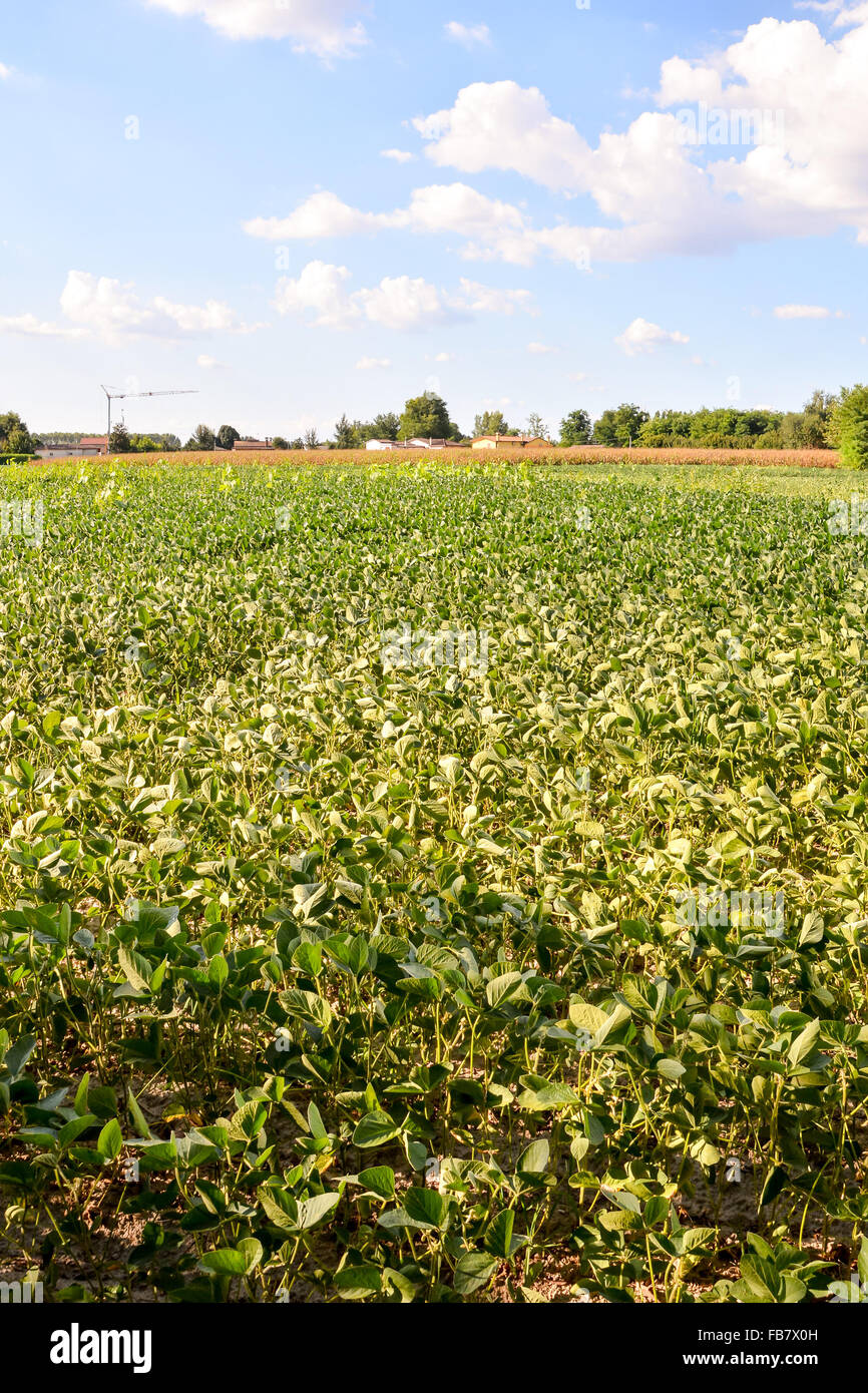 Soybean field ripening at spring season, agricultural landscape Stock ...