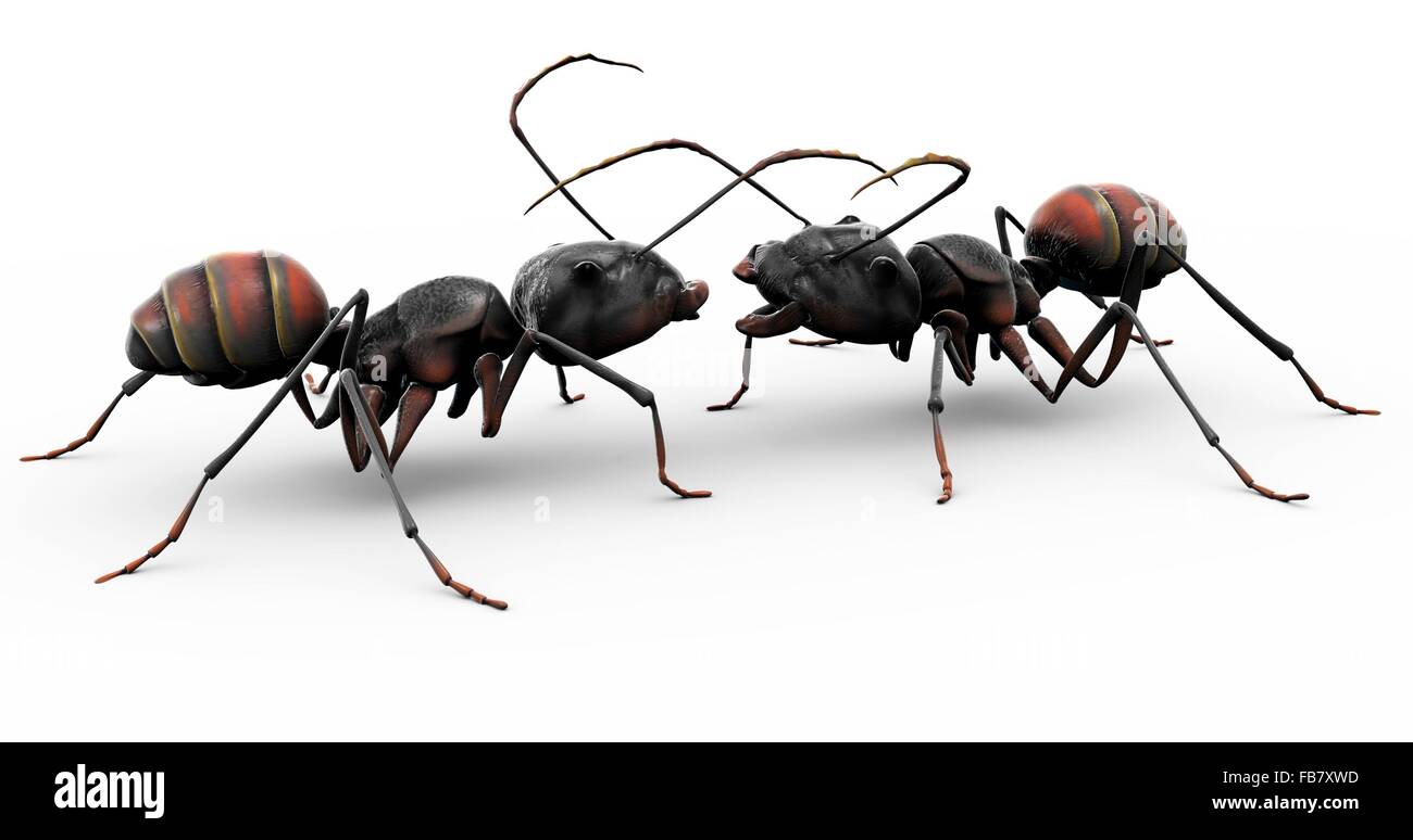 Two ants meeting for the first time, or conversing with eachother on ...