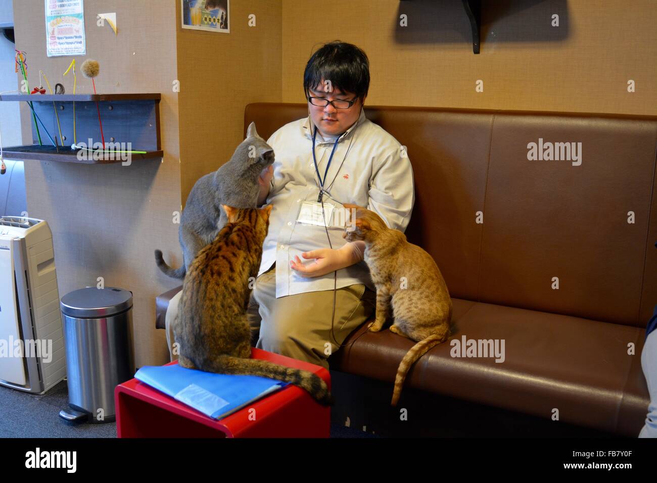 Cat Caf Tokyo Stock Photo - Alamy