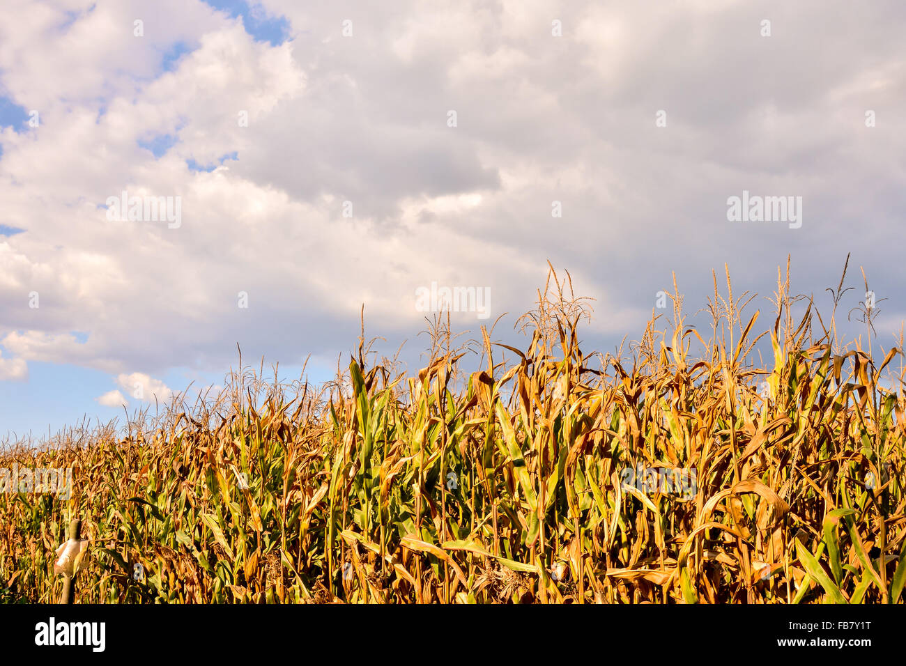 Corn Plant Background Stock Photo - Alamy