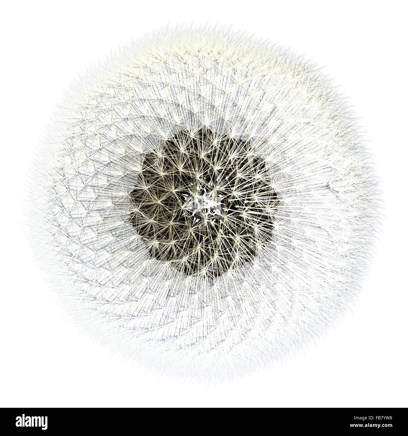 Viewed from the top, dandelion seeds with the sphere of puffy flying ...