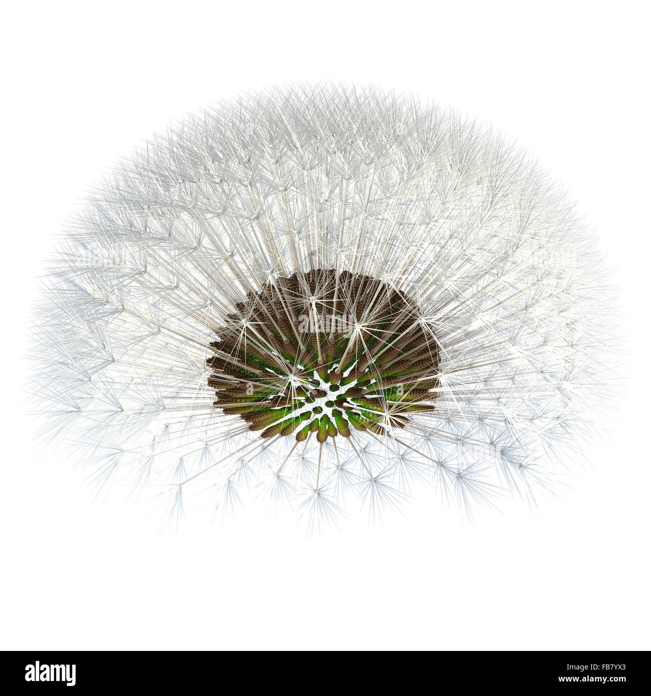 Fibonacci spiral dandelion hi-res stock photography and images - Alamy