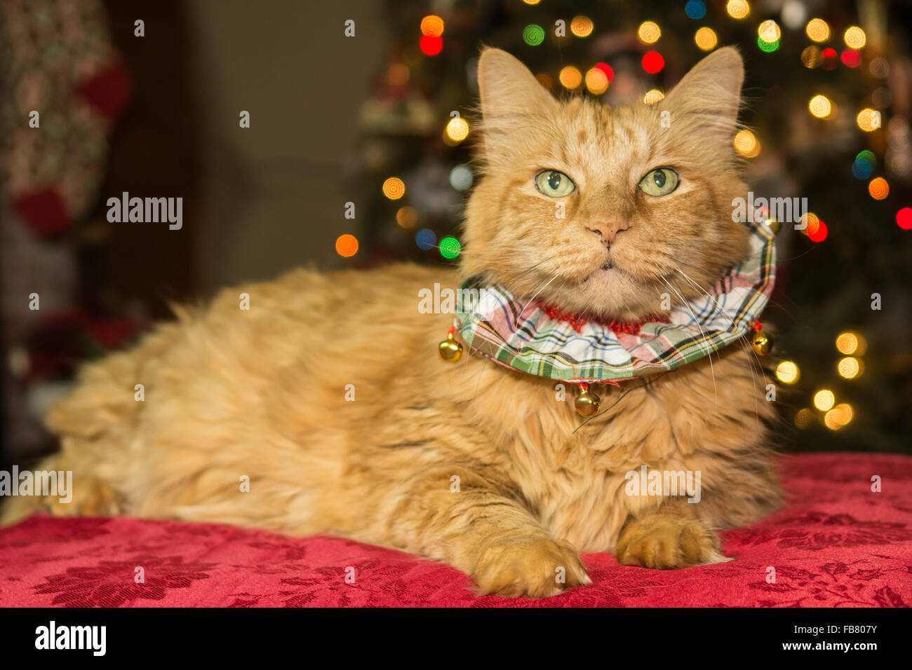 Funny garland hi-res stock photography and images - Alamy