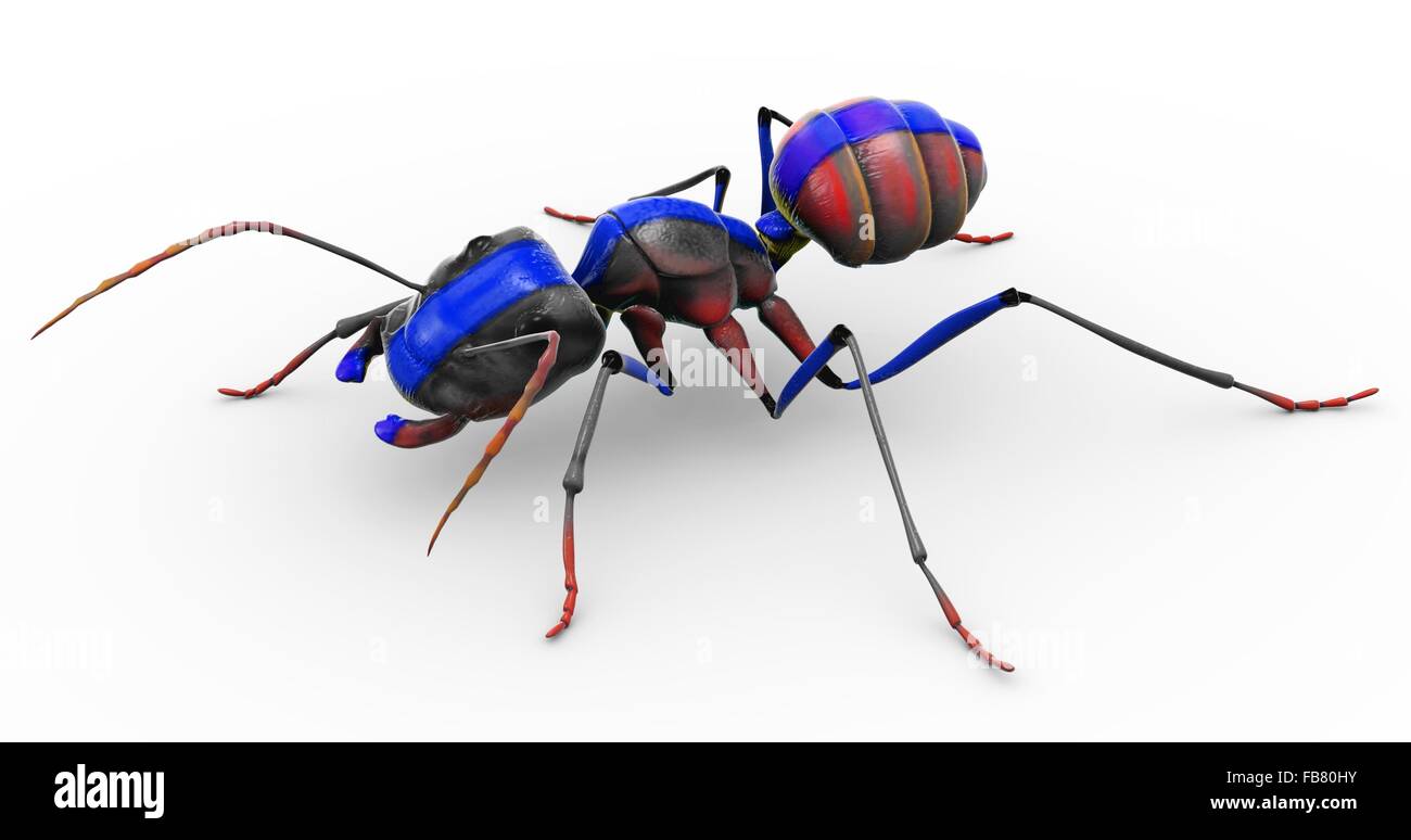An ant with a blue stripe painted straight down his body! Stock Photo ...