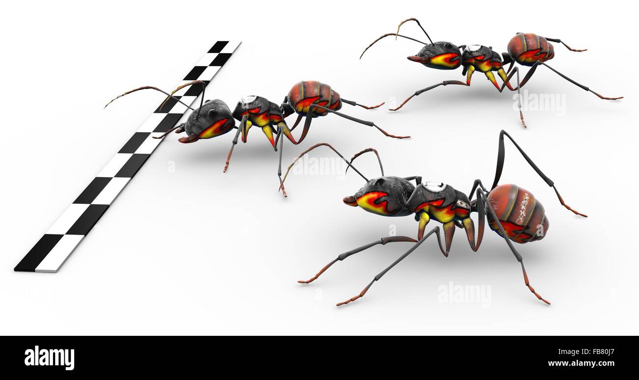 Three fire ants crossing the finish line ready for victory Stock Photo ...