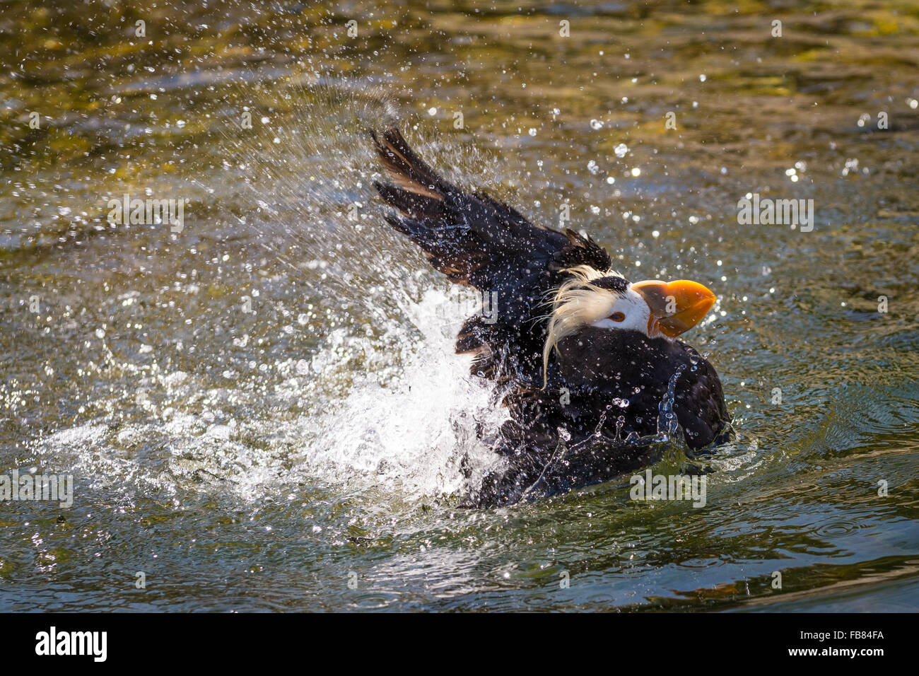Puffin shaking water oregon hi-res stock photography and images - Alamy
