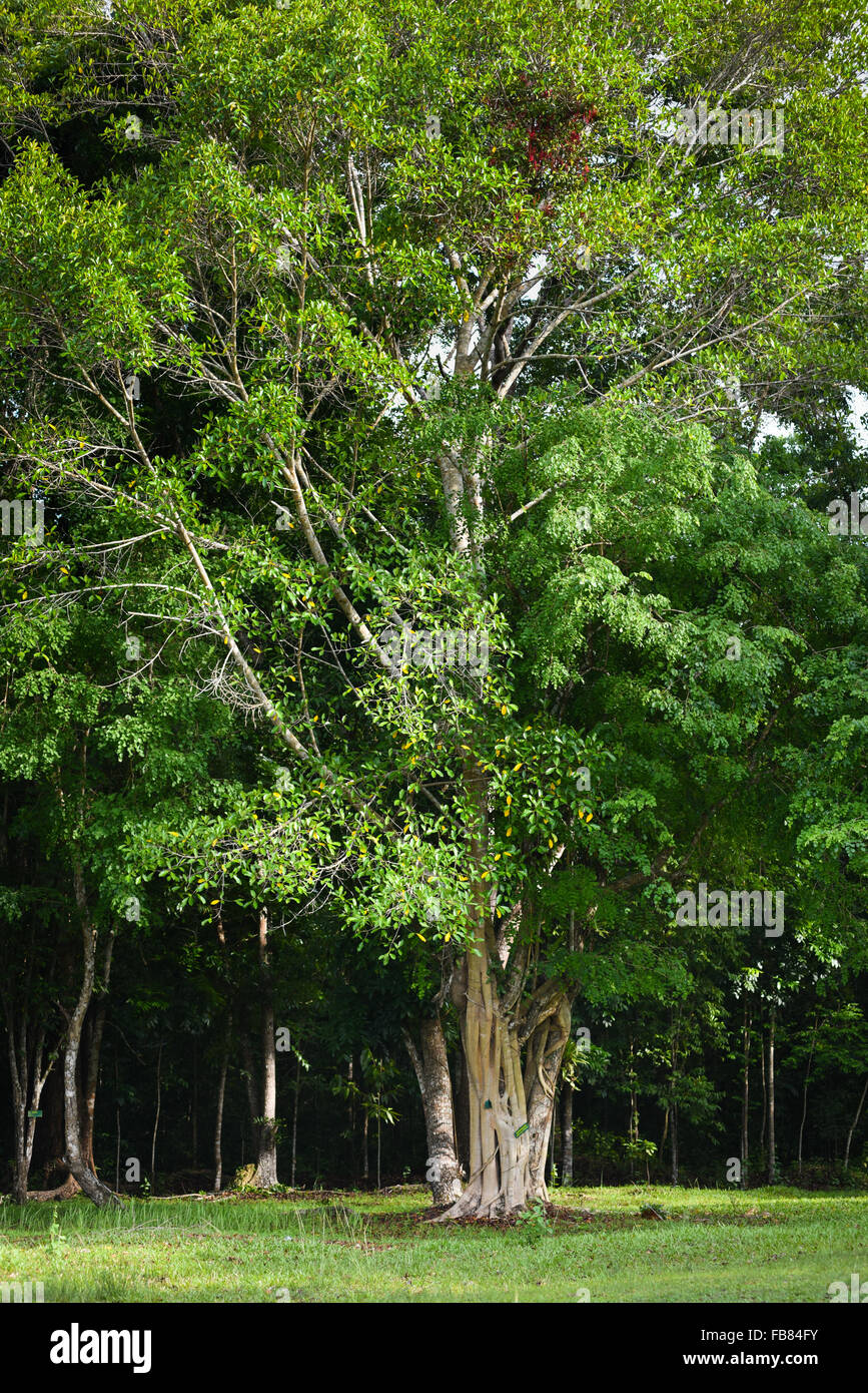 Big tree in the park Stock Photo - Alamy