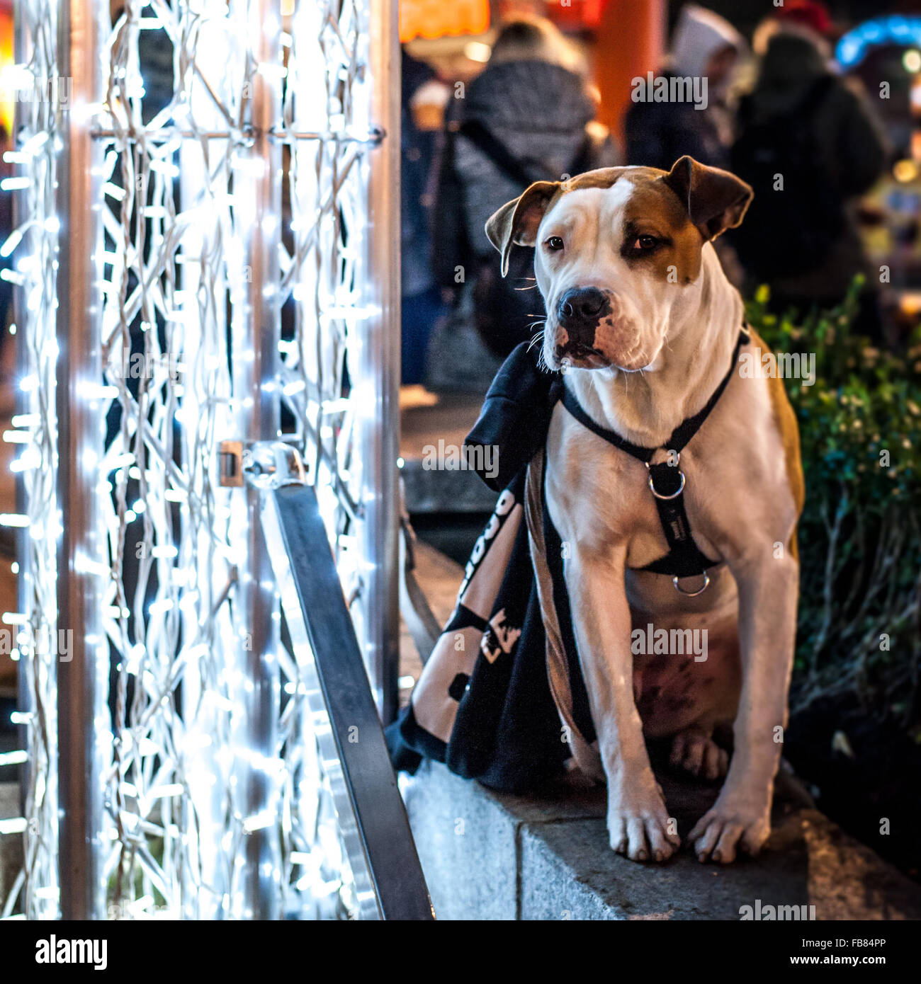 Ambrose the Ruby Cavalier King Charles Spaniel belonging to Father ...