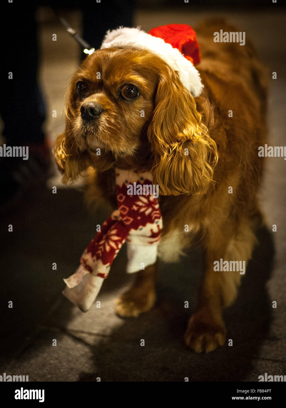 Ambrose the Ruby Cavalier King Charles Spaniel belonging to Father ...