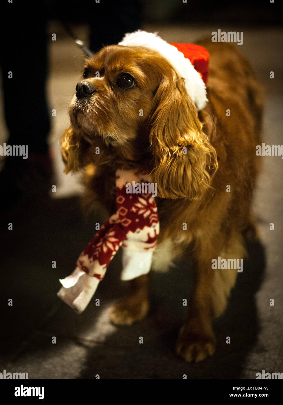 Ambrose the Ruby Cavalier King Charles Spaniel belonging to Father ...