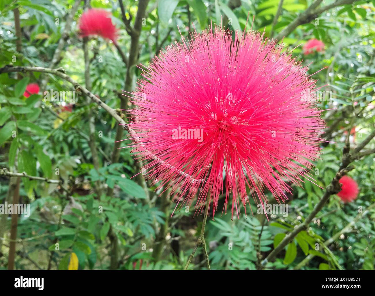 pink needle shape flower in the forest of national park Stock Photo - Alamy