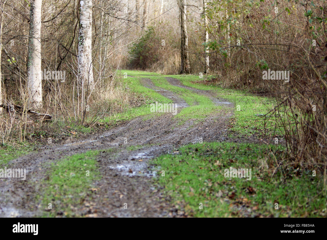 rural country woodland path Stock Photo - Alamy