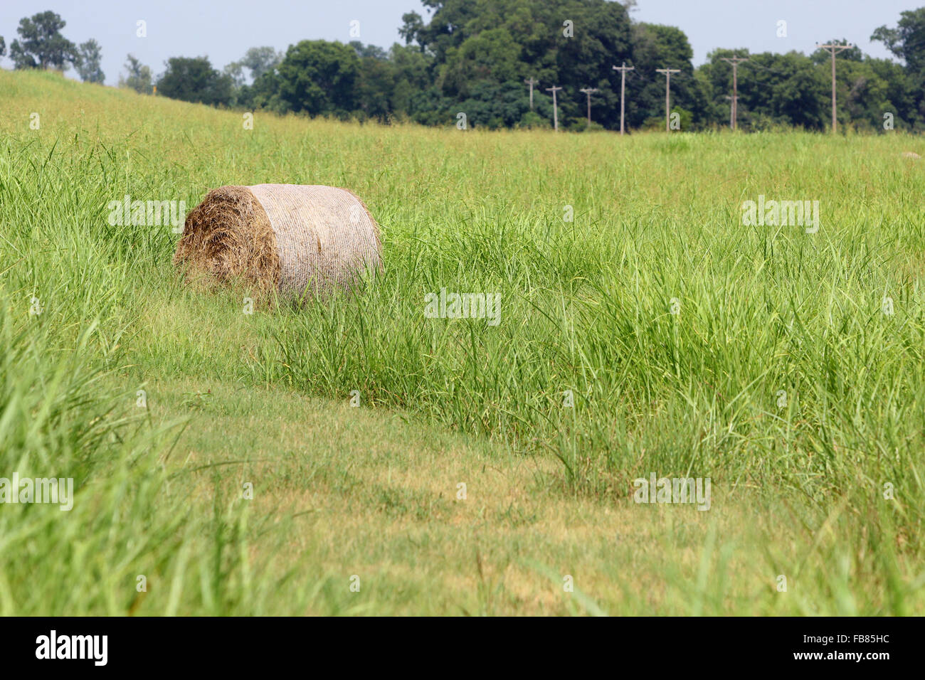 Overgrown hay field hi-res stock photography and images - Alamy