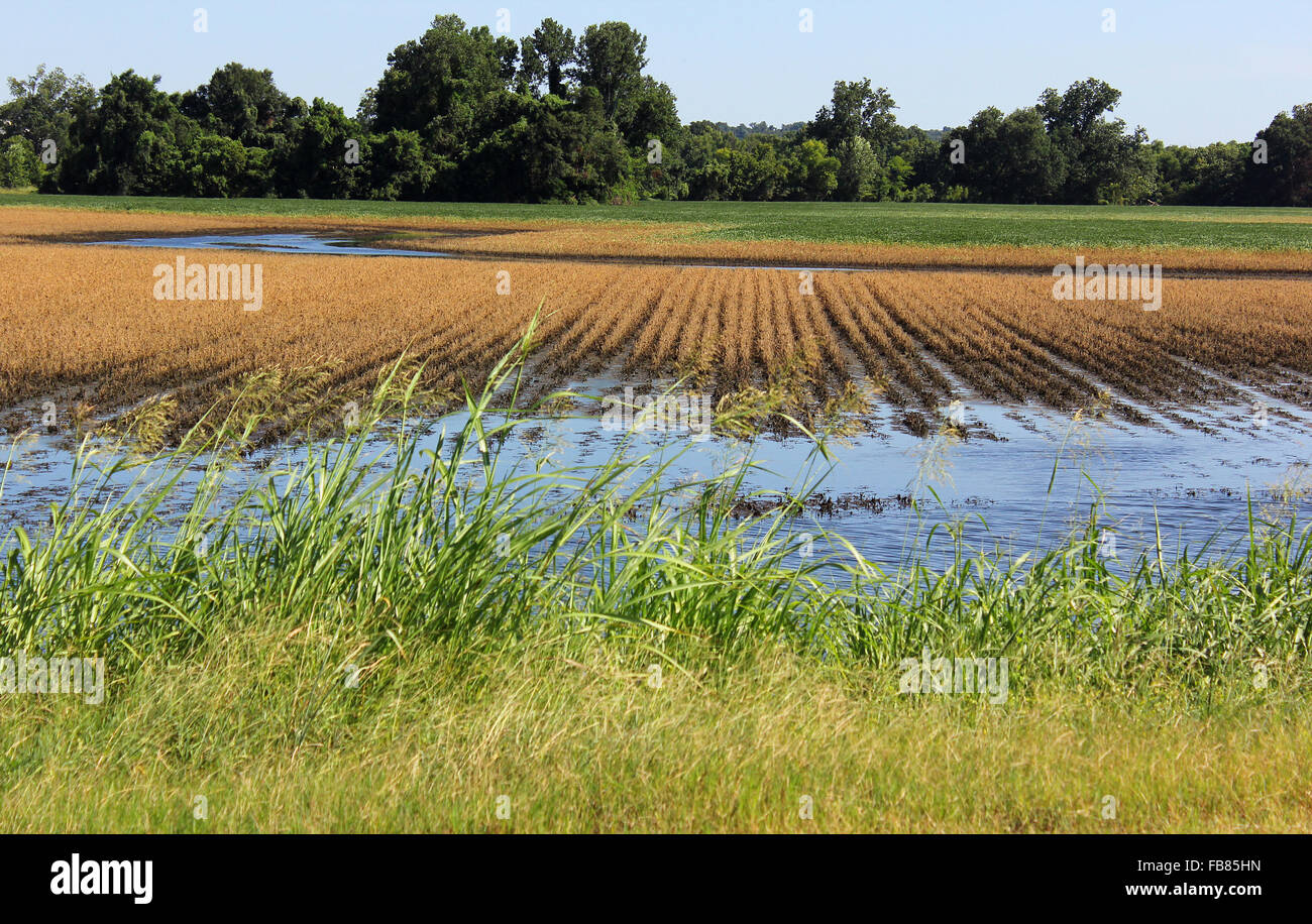 Flooding crop land hi-res stock photography and images - Alamy