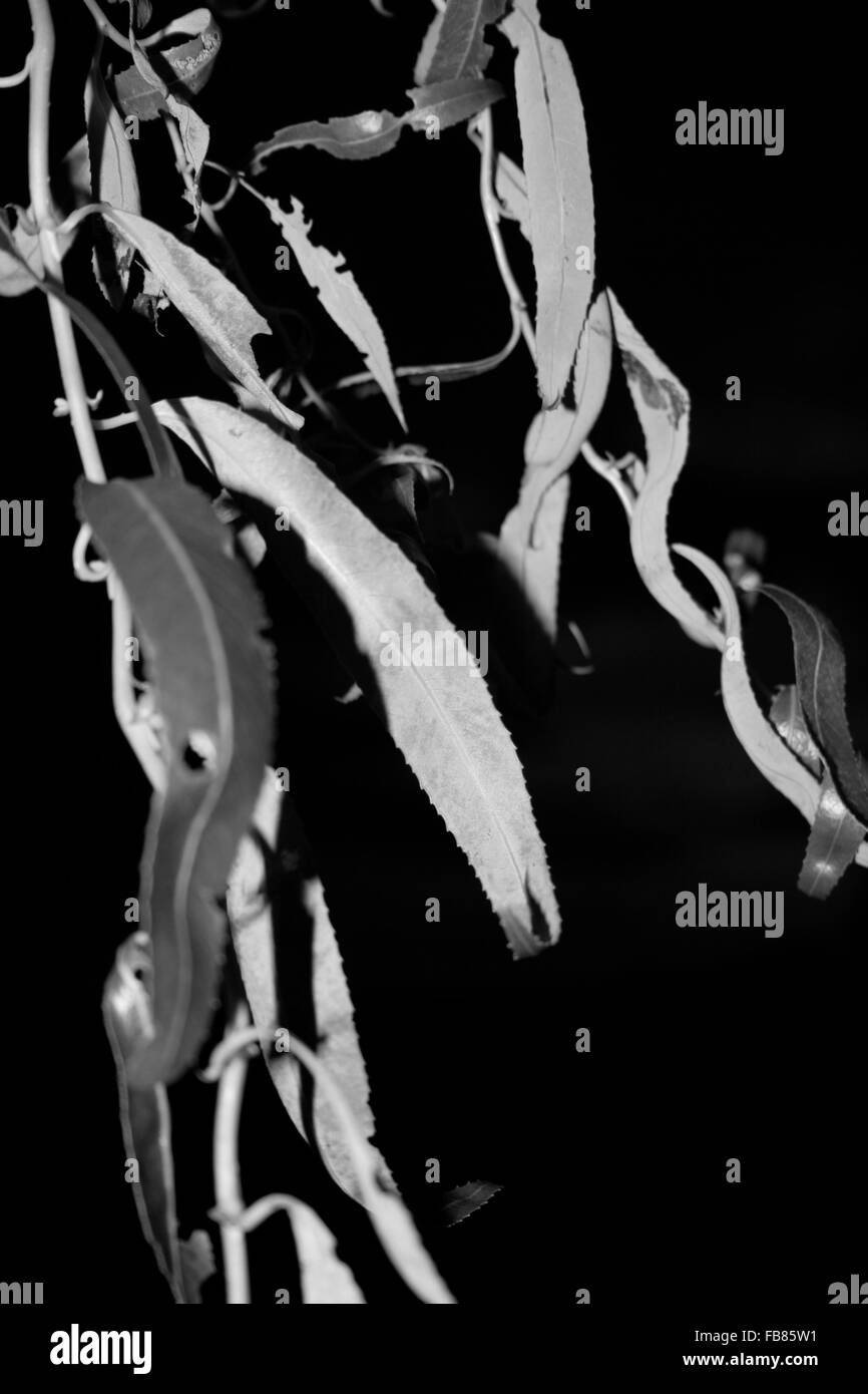 Tree leaves Black and White Stock Photos & Images - Alamy