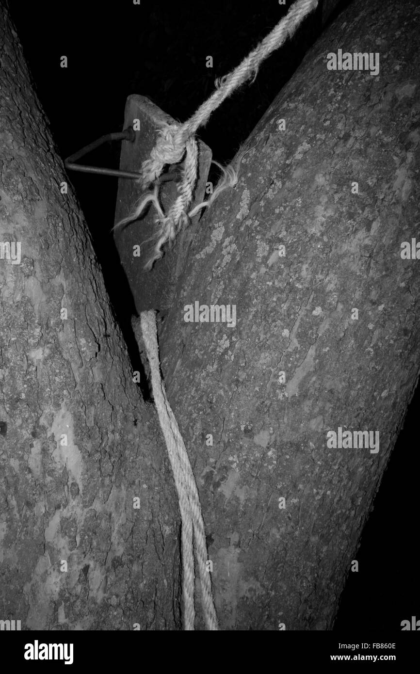 Decayed swing stuck in a tree Stock Photo - Alamy
