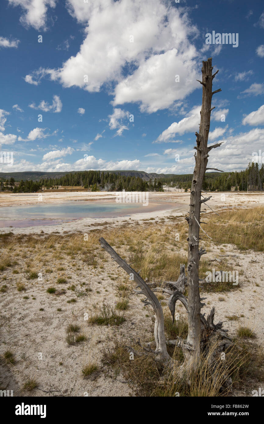 Forbidding landscape of Chromatic Pool hot springs and dead tree under ...