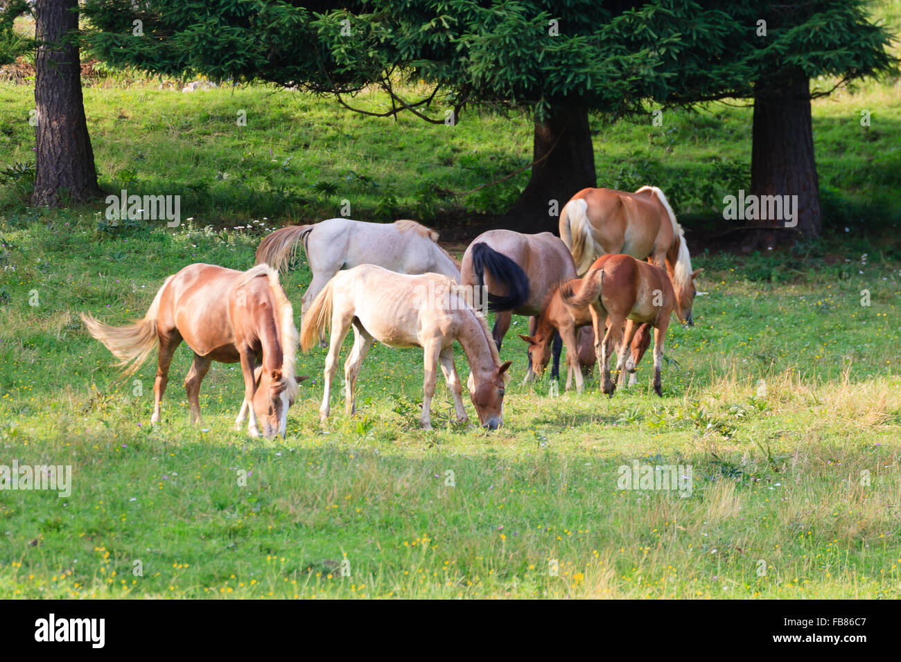 Equine breeding hi-res stock photography and images - Alamy