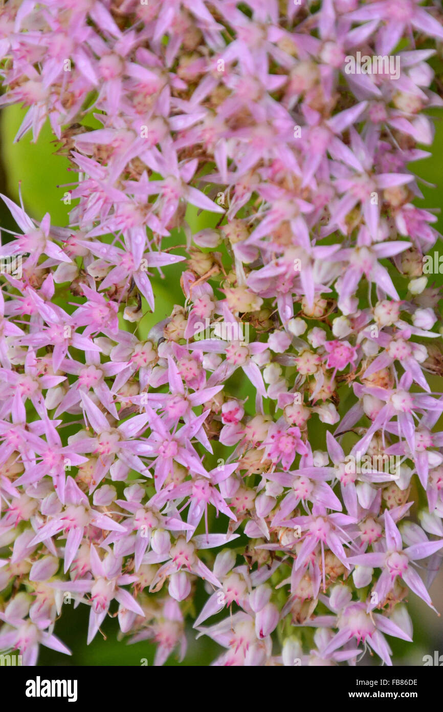 Blooming Flower Background Stock Photo - Alamy