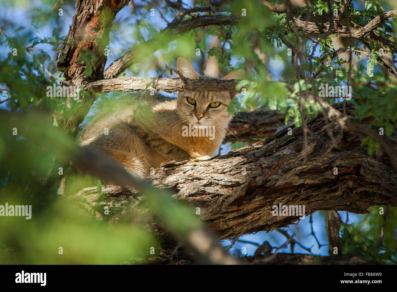 African wildcat (Felis lybica) sitting in tree, Kgalagadi Transfrontier ...