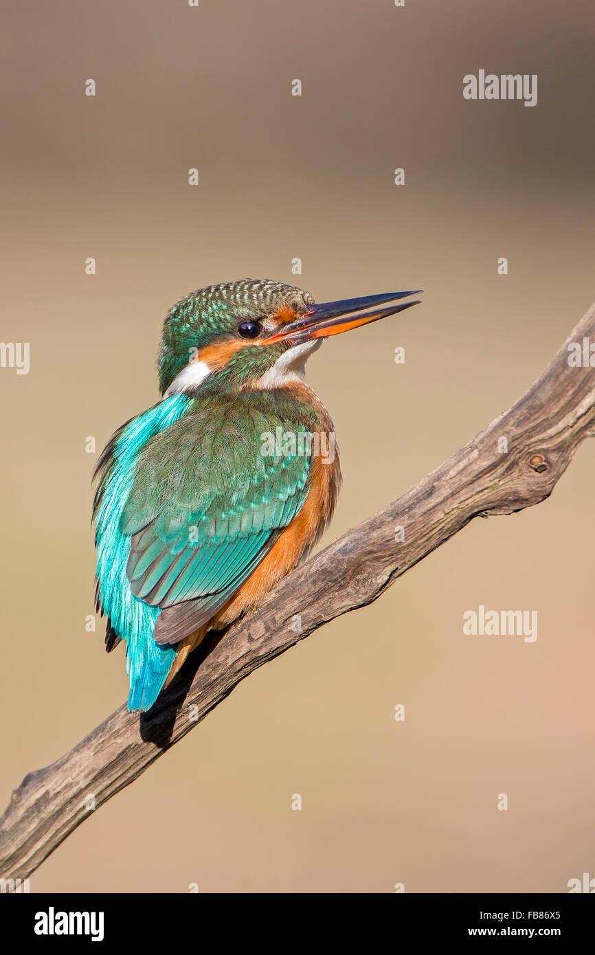 Eurasian kingfisher (Alcedo atthis) sitting on tree branch, female ...