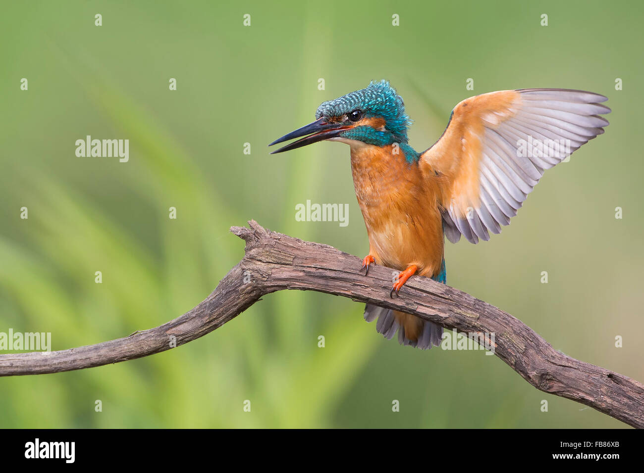 Eurasian kingfisher (Alcedo atthis) flapping wings, male, Middle Elbe ...