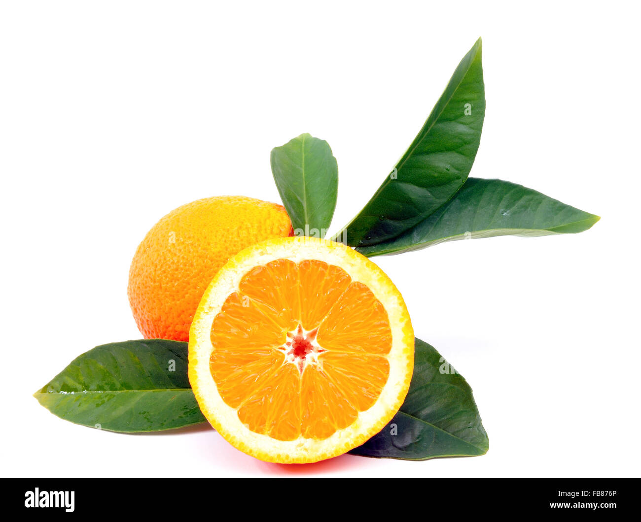 Oranges harvested in an organic cultivation, photographed on white ...
