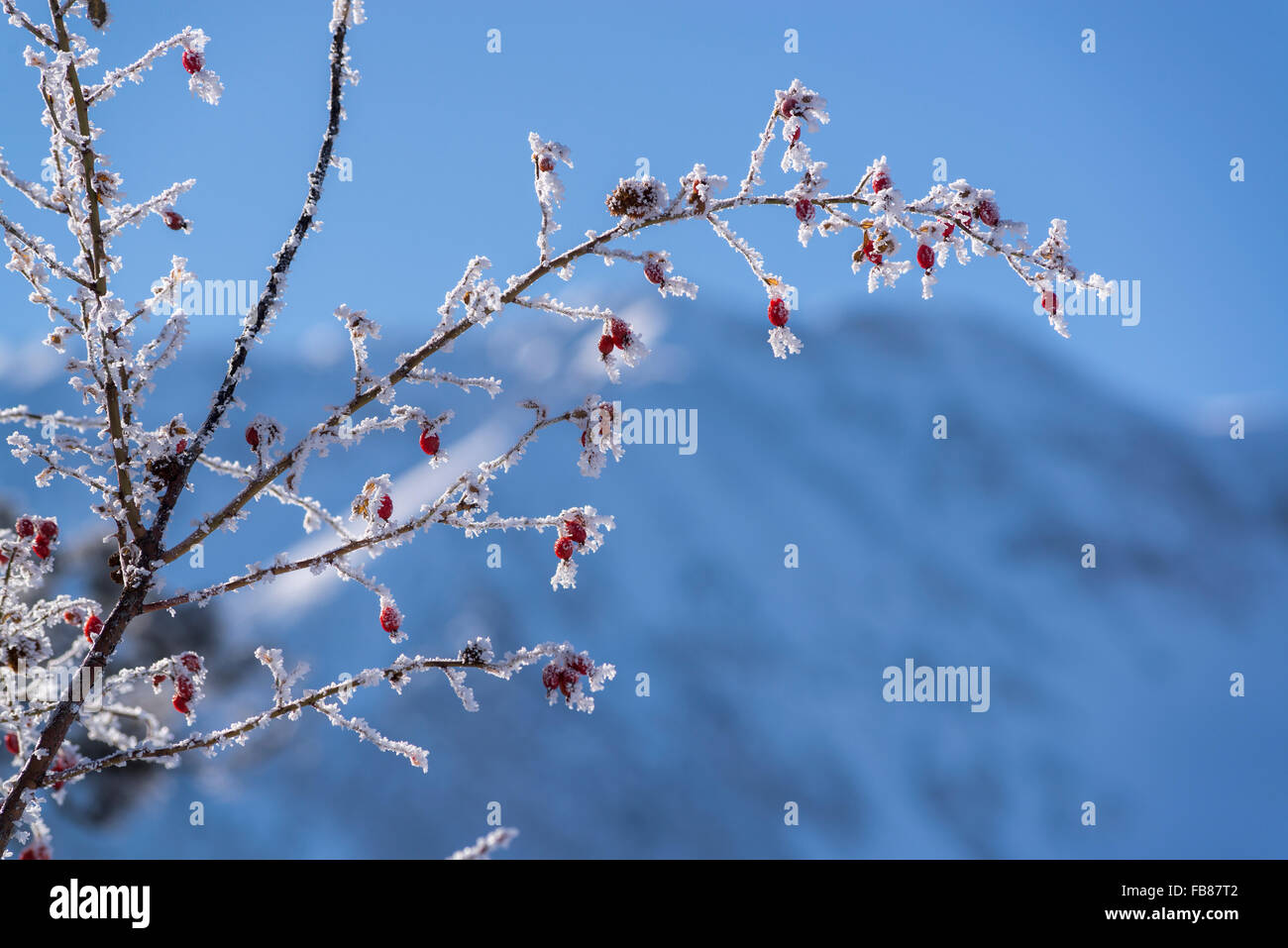 Frost on a wild rose plant in Oregon's Wallowa Valley. in Oregon's ...