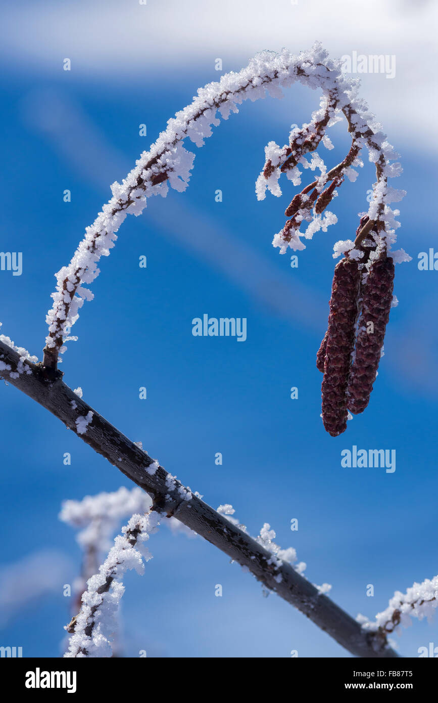 Alder tree valley hi-res stock photography and images - Alamy
