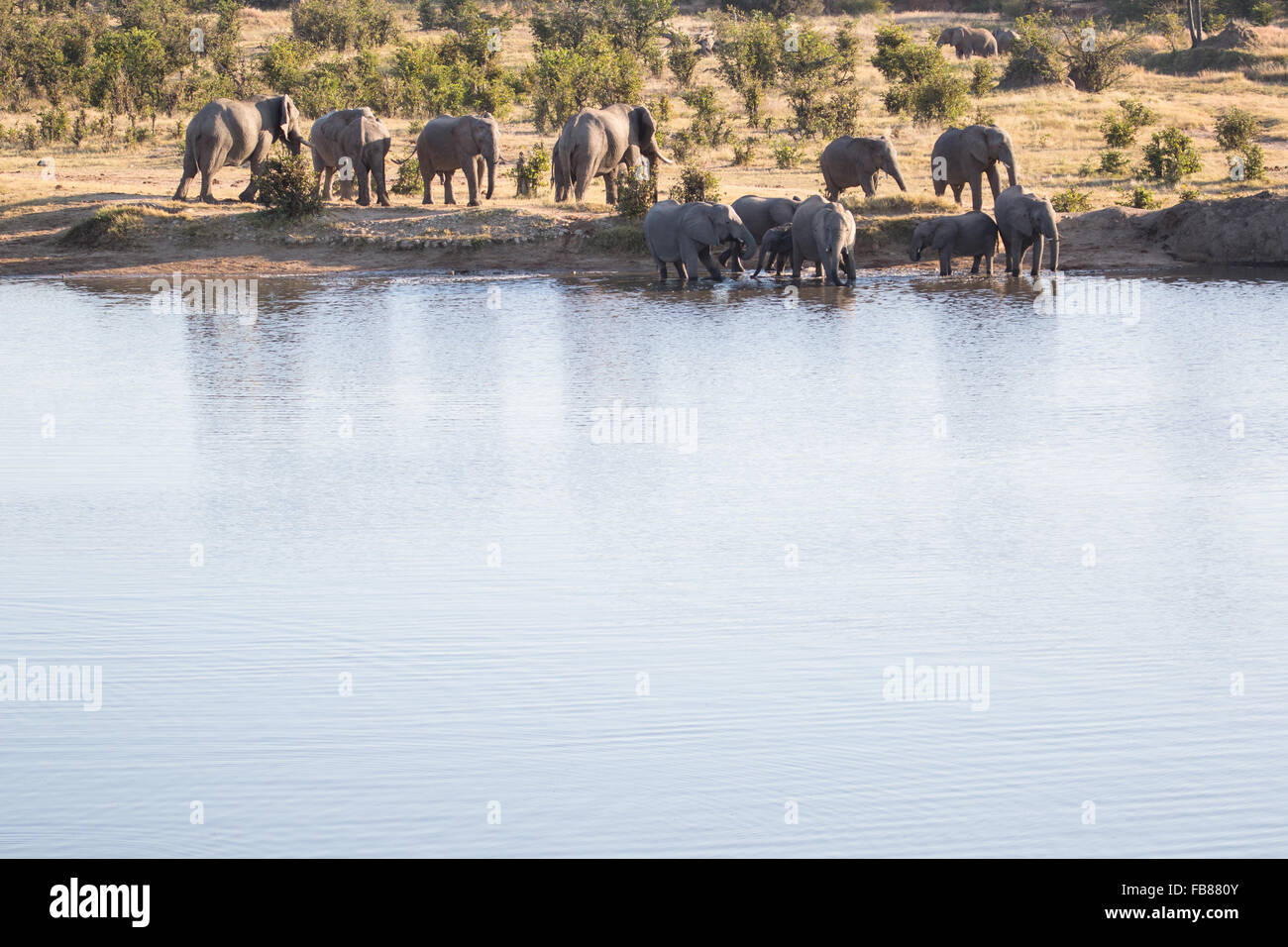 Elephant tusker hi-res stock photography and images - Alamy