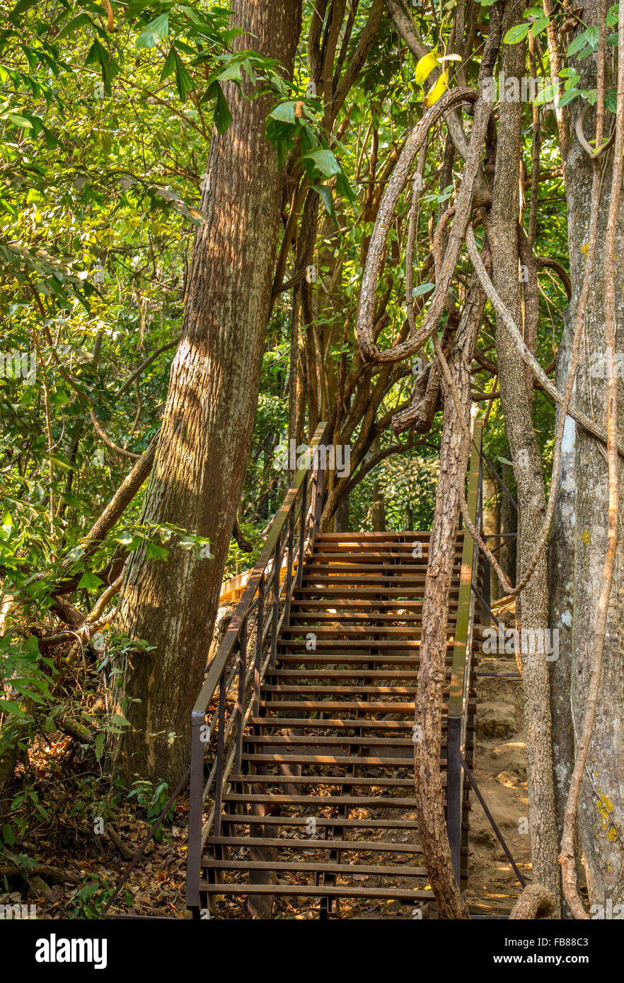 Jungle stairs hi-res stock photography and images - Alamy