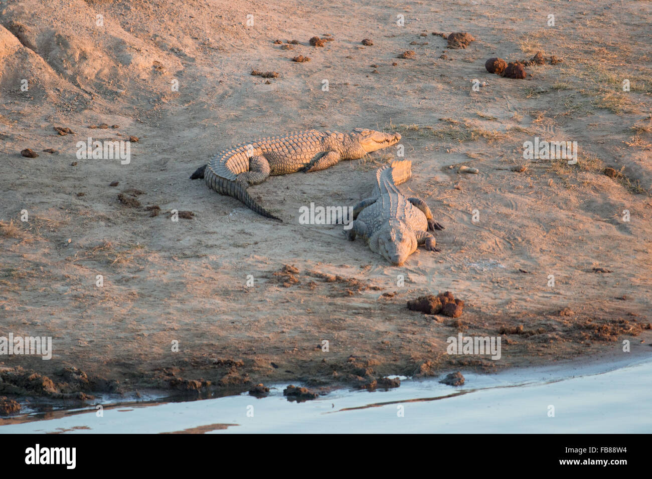 Crocodile in Hwange National Park Stock Photo - Alamy