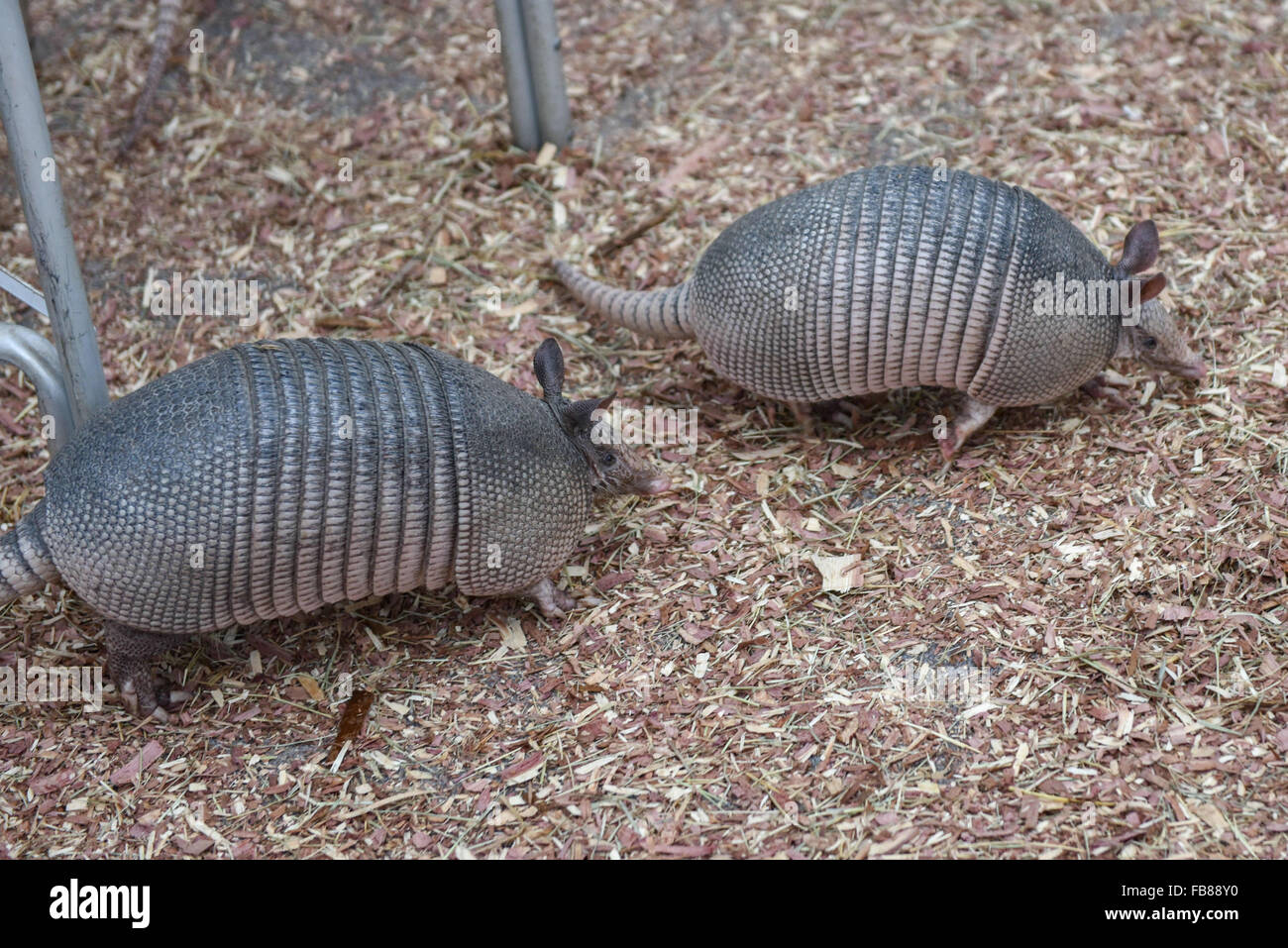 January 9th, 2016:.Texas Armadillos race during the tailgate party ...