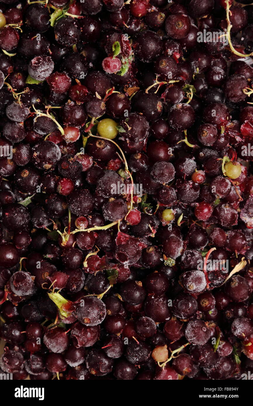 Frozen black currant/Berries Stock Photo - Alamy