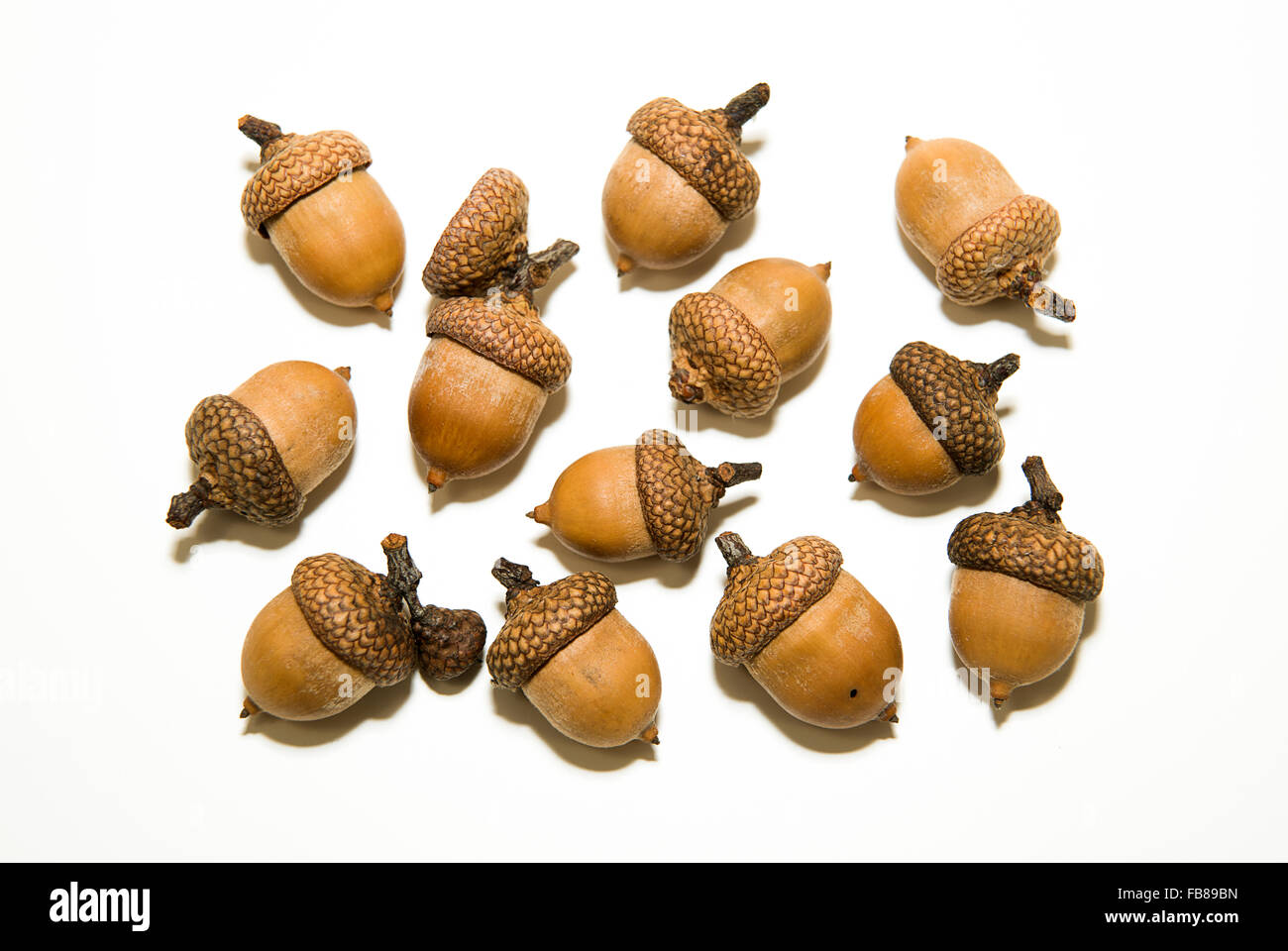 Acorn caps hi-res stock photography and images - Alamy