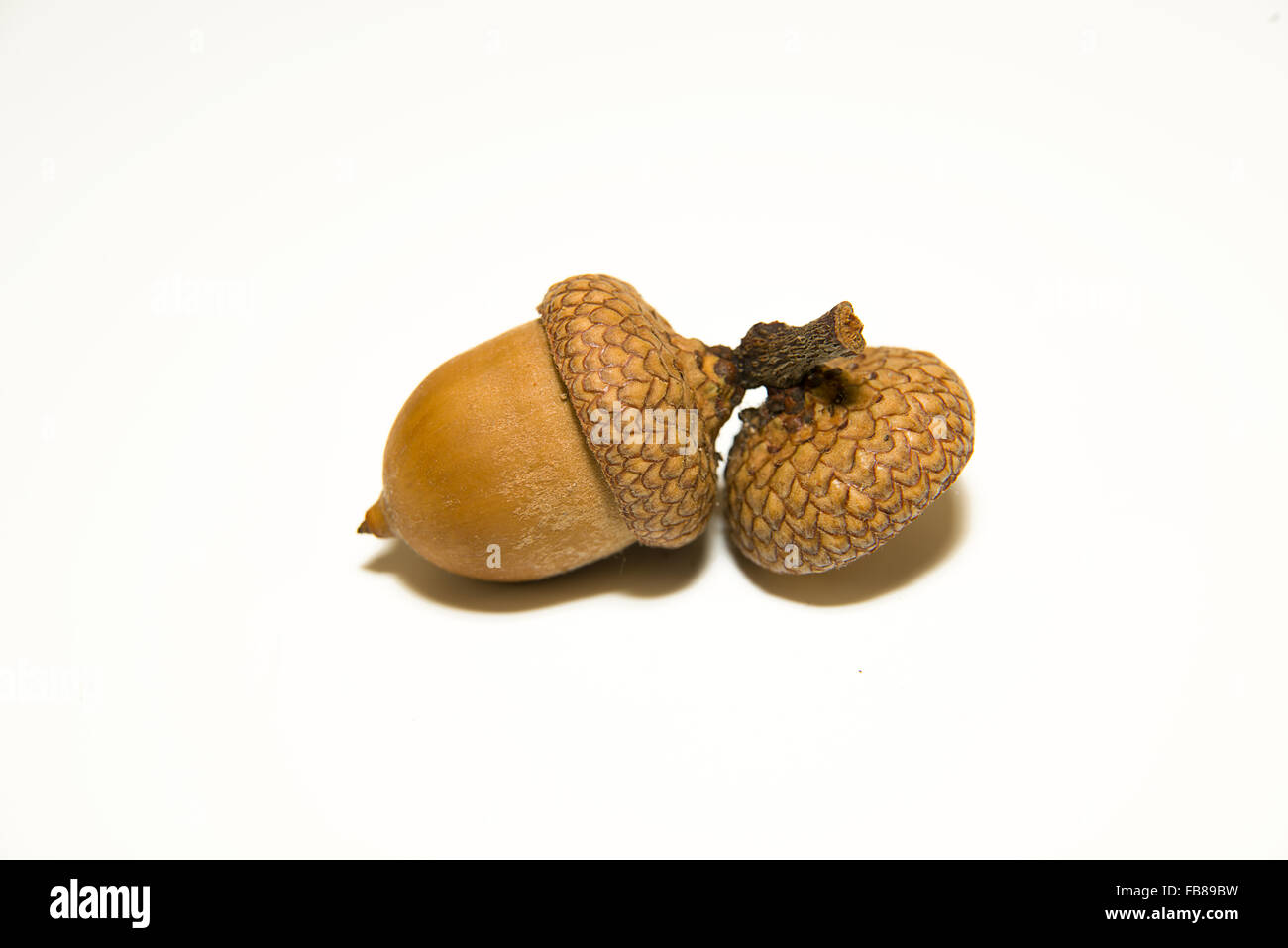 One brown acorn with cap on over white Stock Photo - Alamy