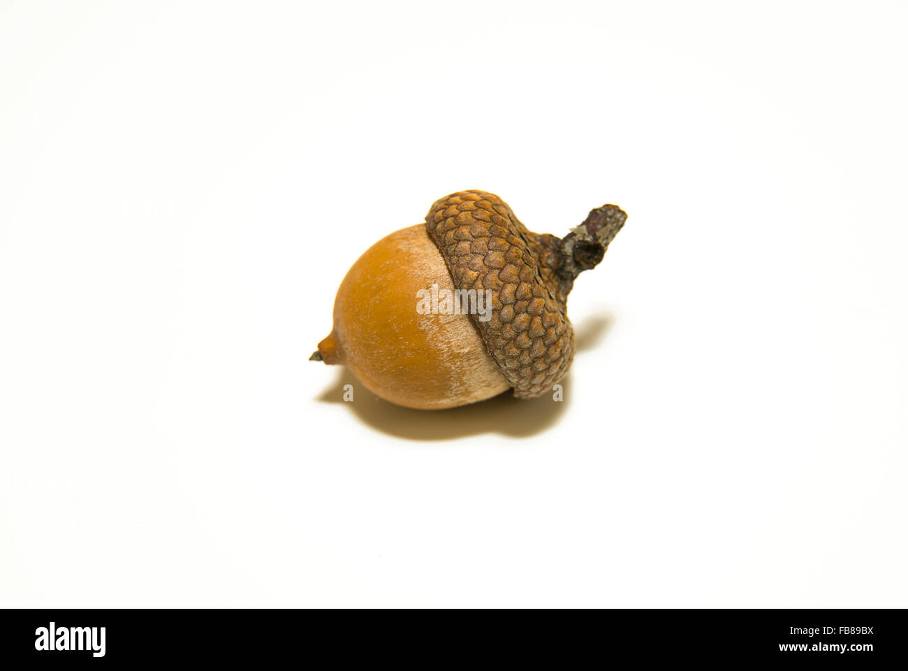 Acorn top hi-res stock photography and images - Alamy