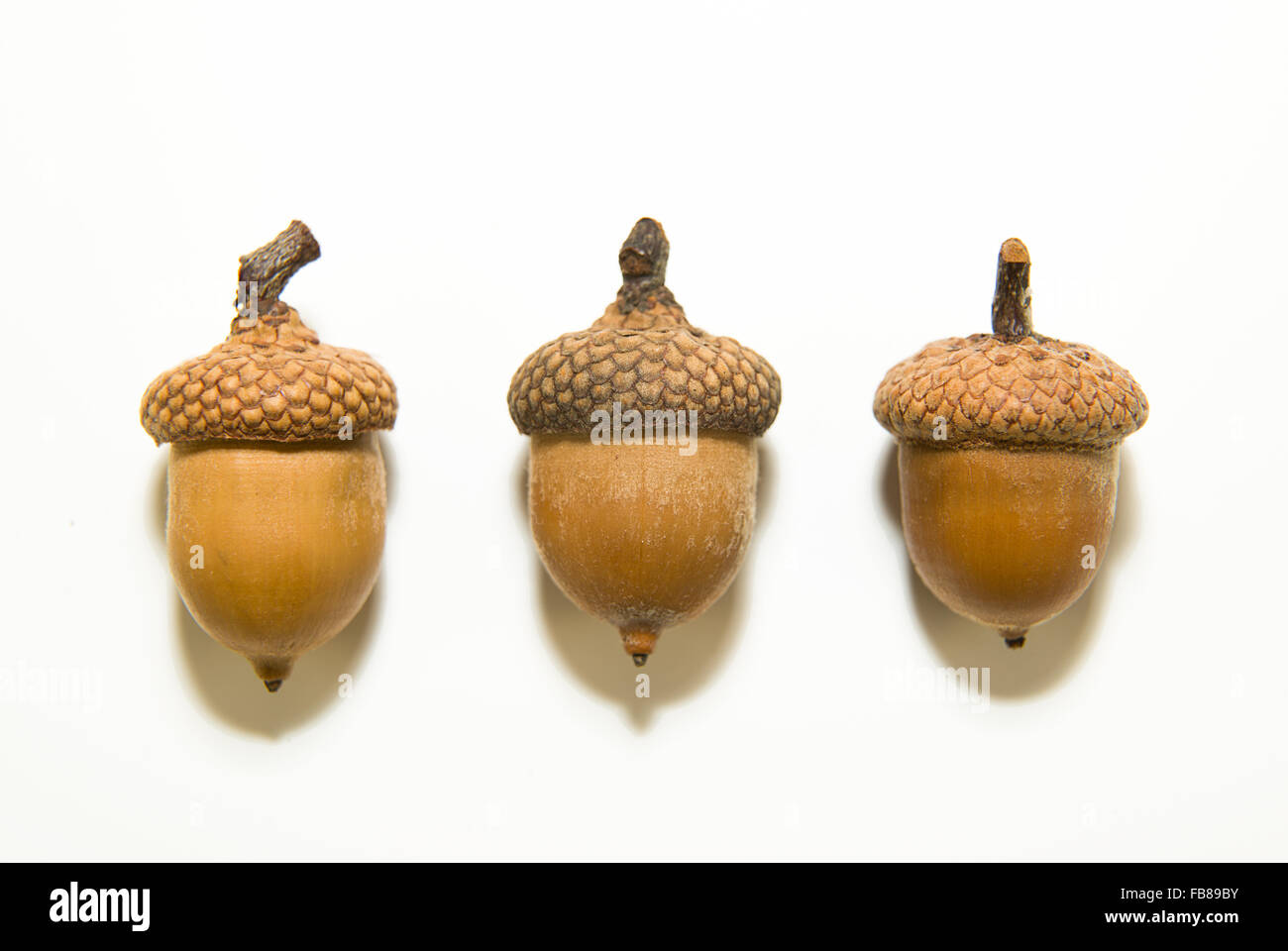 Acorns with cap hi-res stock photography and images - Alamy