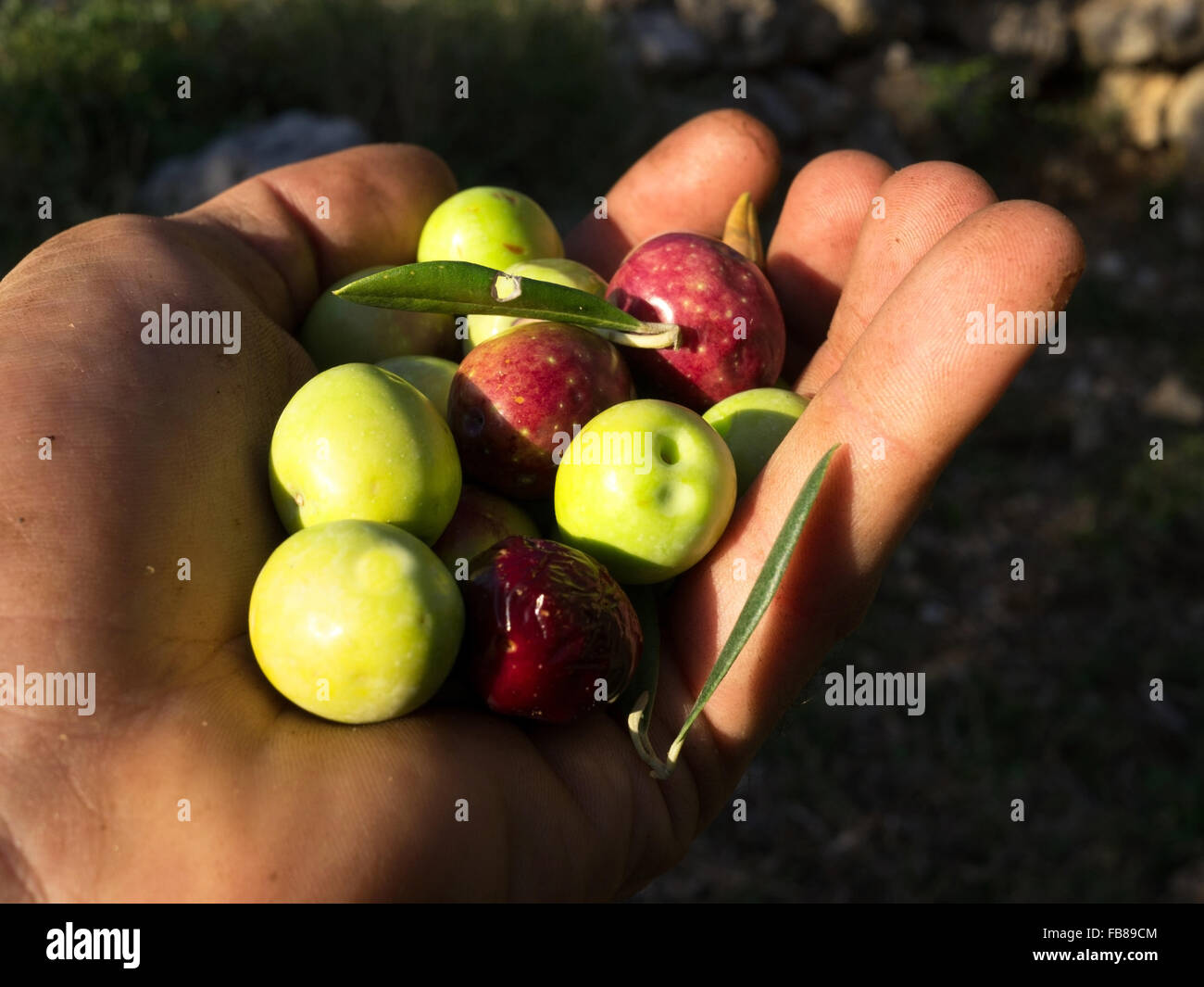 Man holding just picked olive fruits in hand close up Stock Photo - Alamy