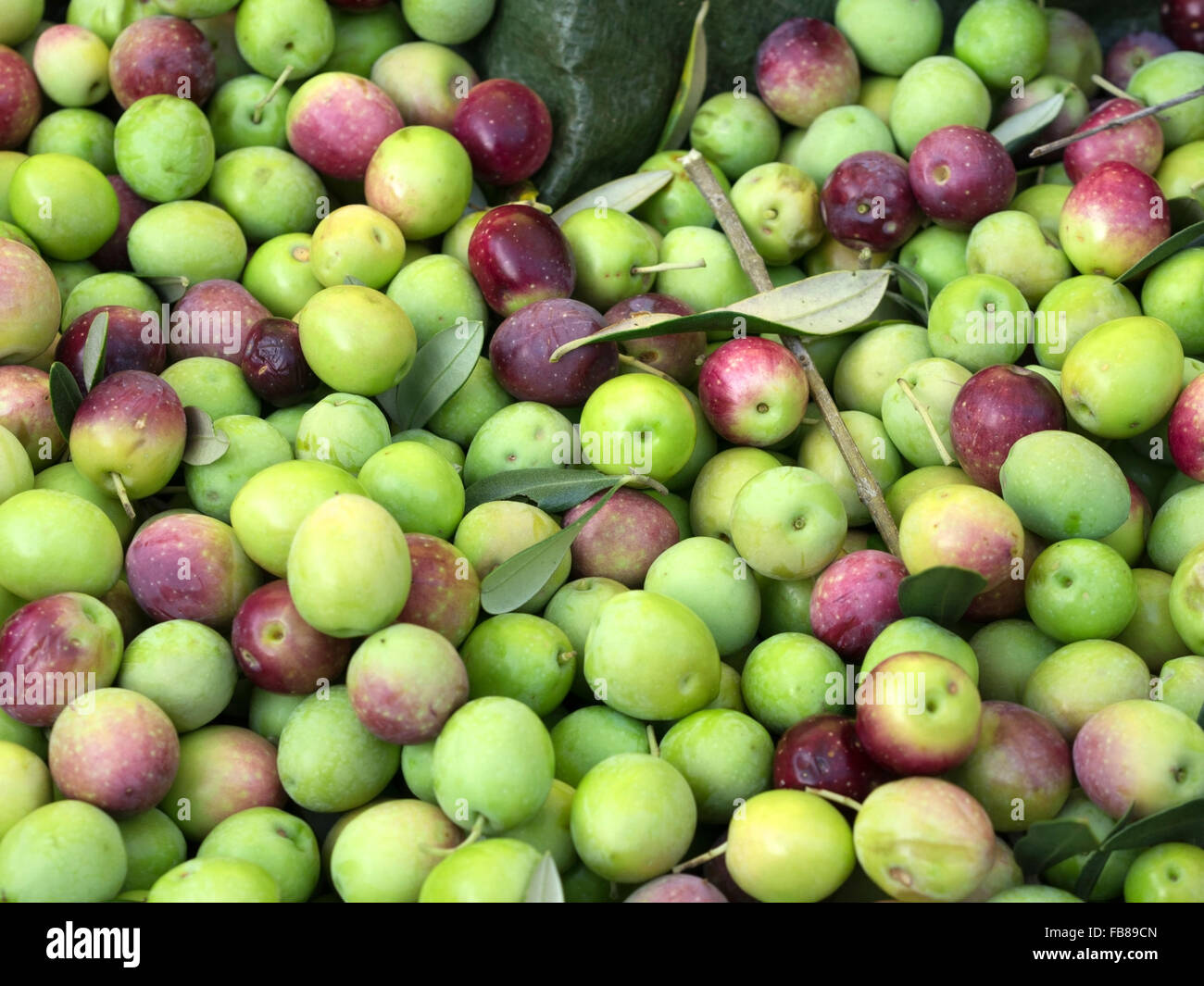 Close up olive fruits hi-res stock photography and images - Alamy