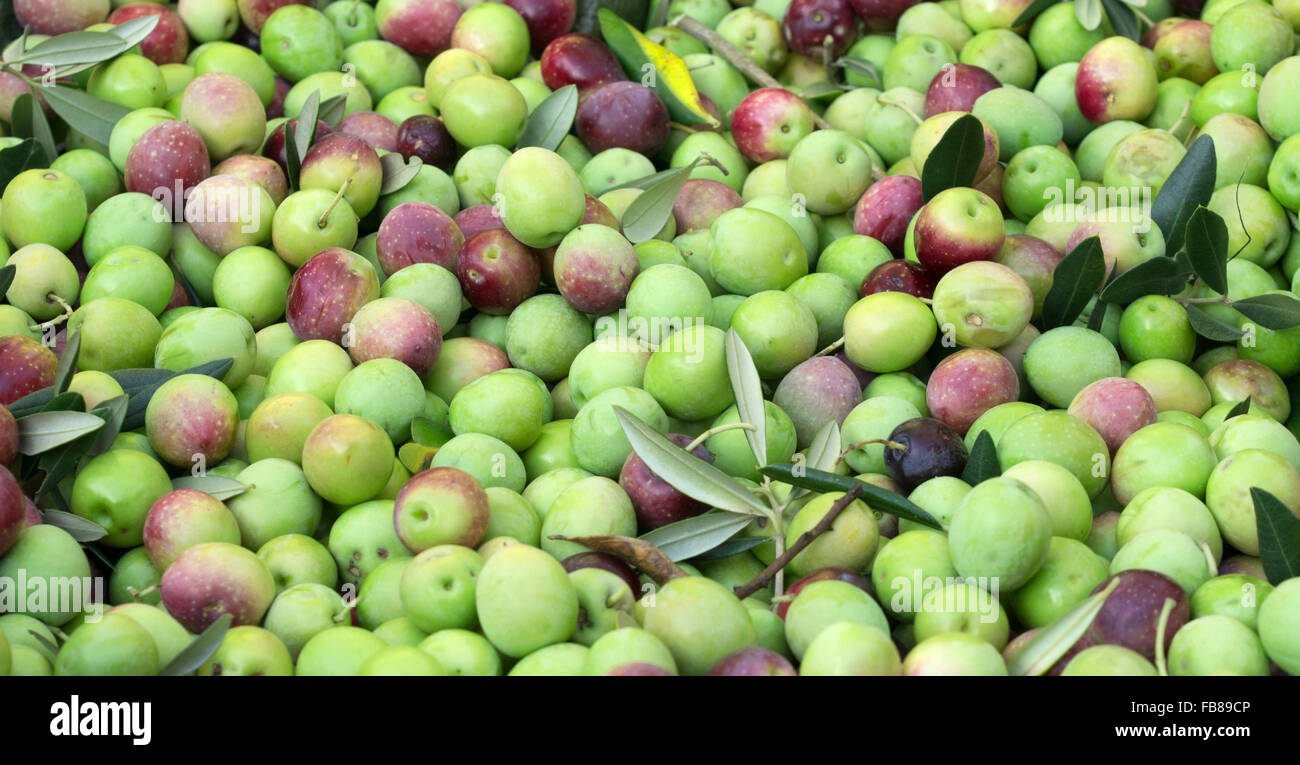 Organic olives ready for processing to olive oil Stock Photo - Alamy