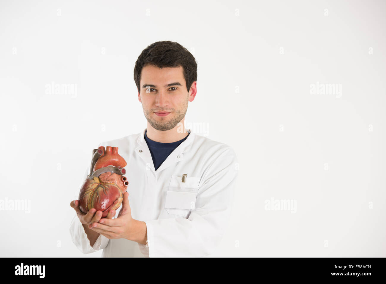 Human heart model isolated hi-res stock photography and images - Alamy