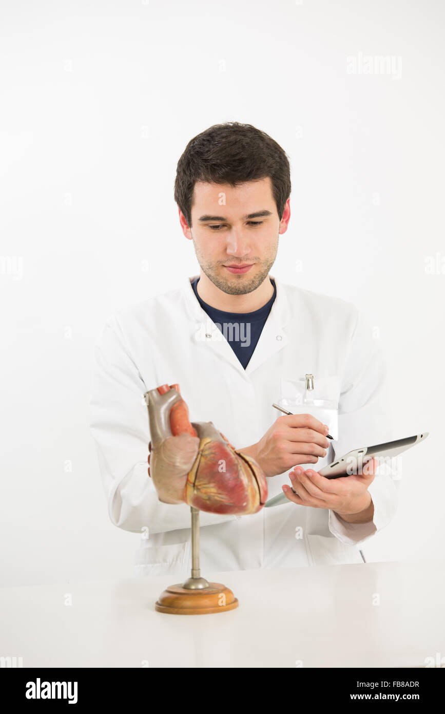 Anatomical heart model hi-res stock photography and images - Alamy